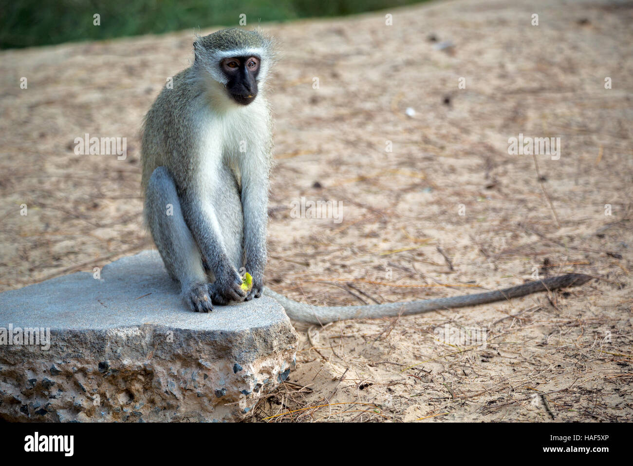 blur in south africa kruger wildlife nature reserve and wild monkey ...