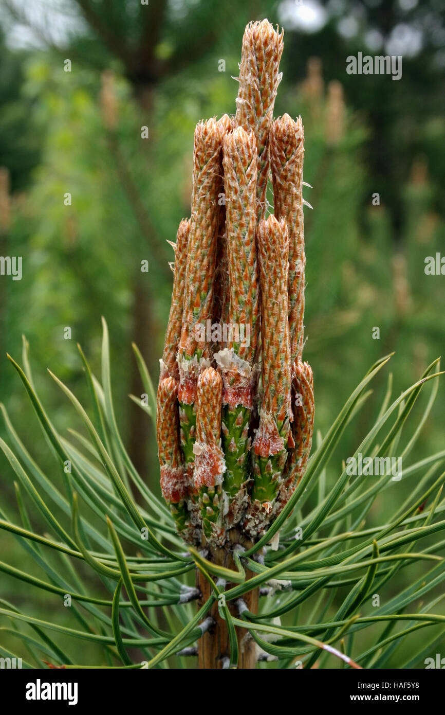 Young pine shoots hi-res stock photography and images - Alamy