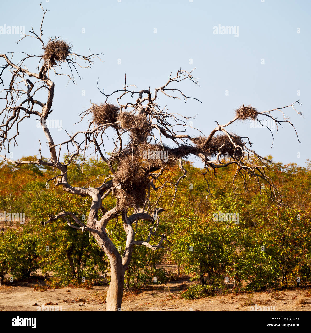 blur in south africa rocky street and baobab near the bush and natural ...