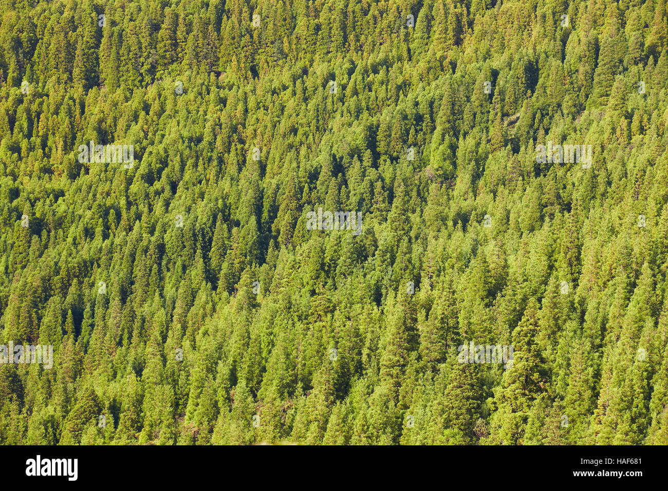 Pine wood forest green background on a mountain hill landscape ...
