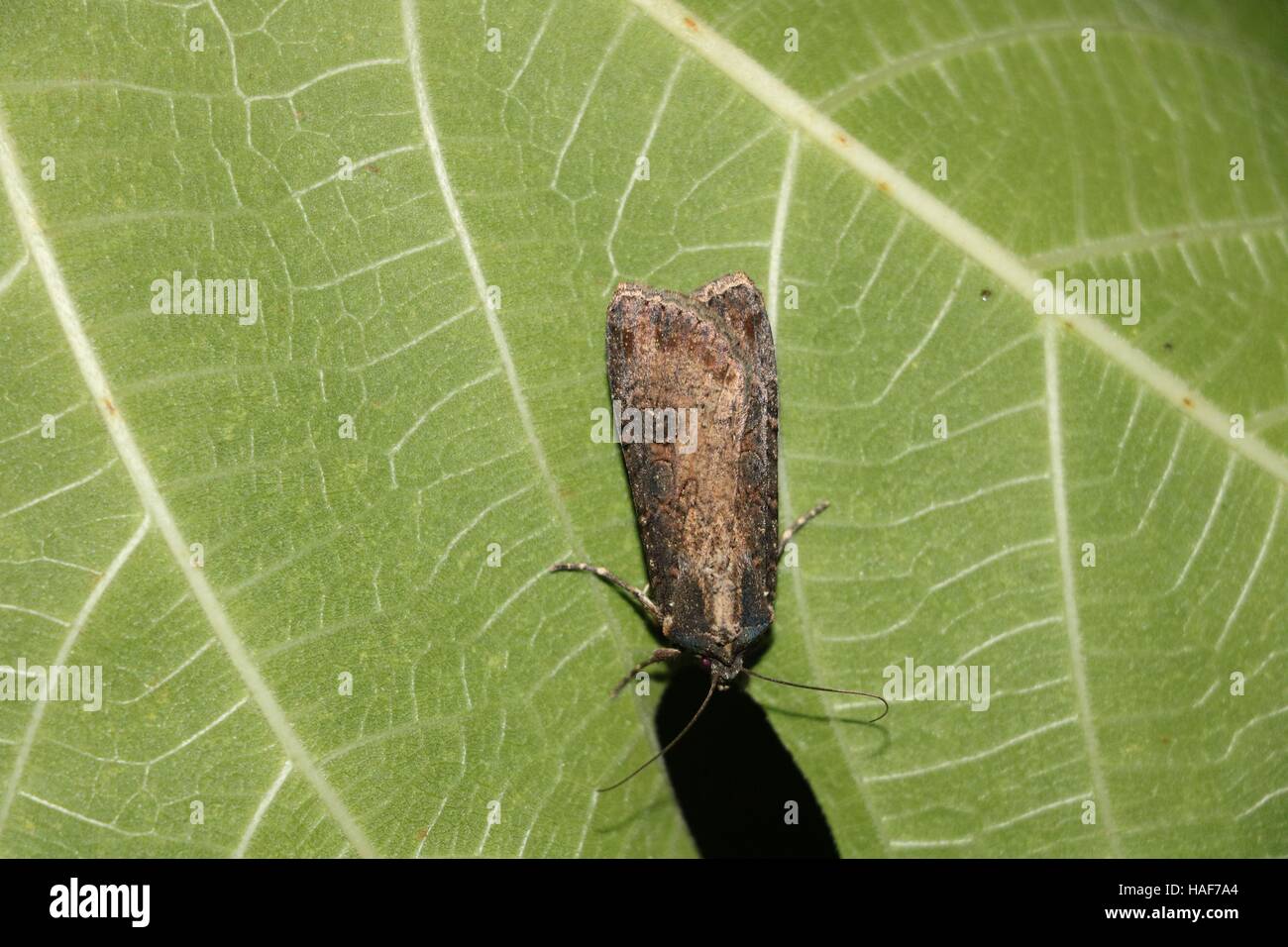 Night butterfly on the leaf available in high-resolution and several ...
