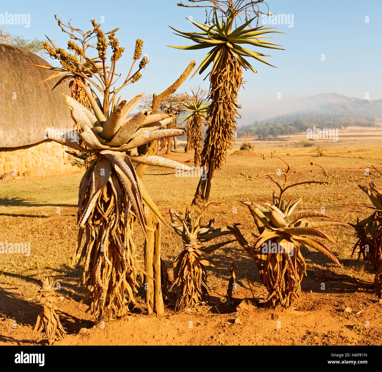 blur in swaziland mlilwane wildlife nature reserve mountain and tree ...