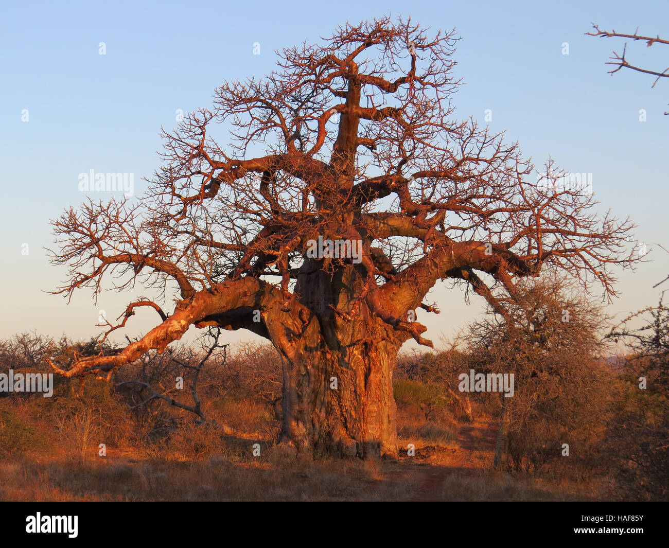 BAOBAB TREE (Adansonia digitata) in South Africa. Photo Tony Gale Stock ...