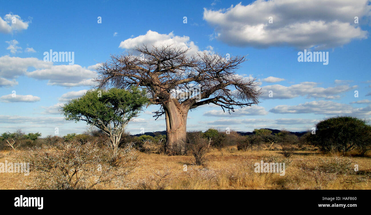 BAOBAB TREE (Adansonia digitata) in South Africa. Photo Tony Gale Stock ...