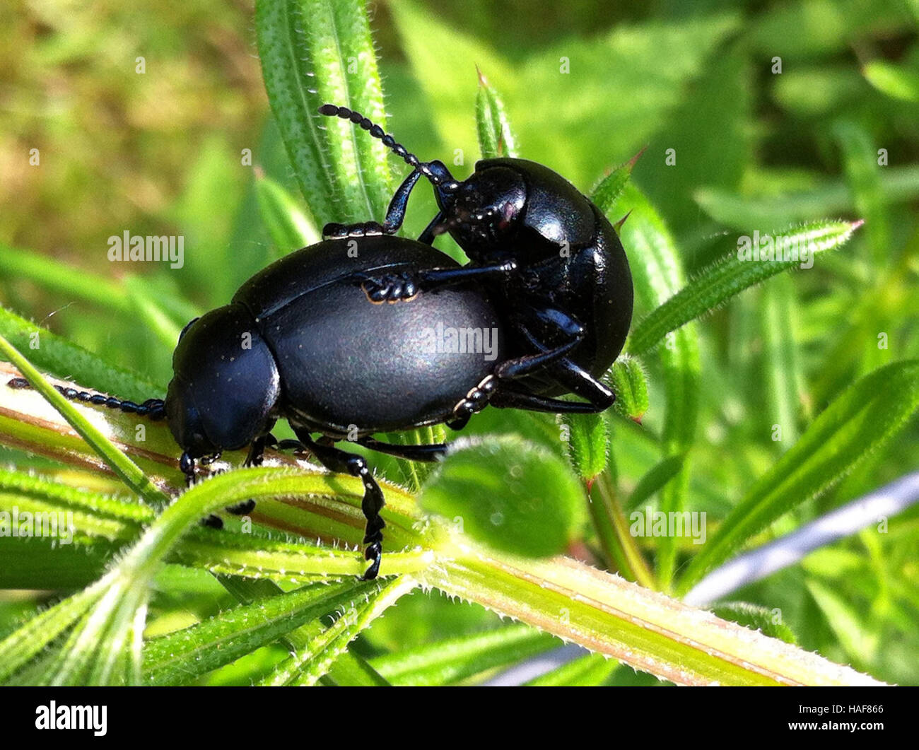 BLOODY-NOSED BEETLE (Timarcha tenebricosa) Mating paid. Photo Tony Gale ...