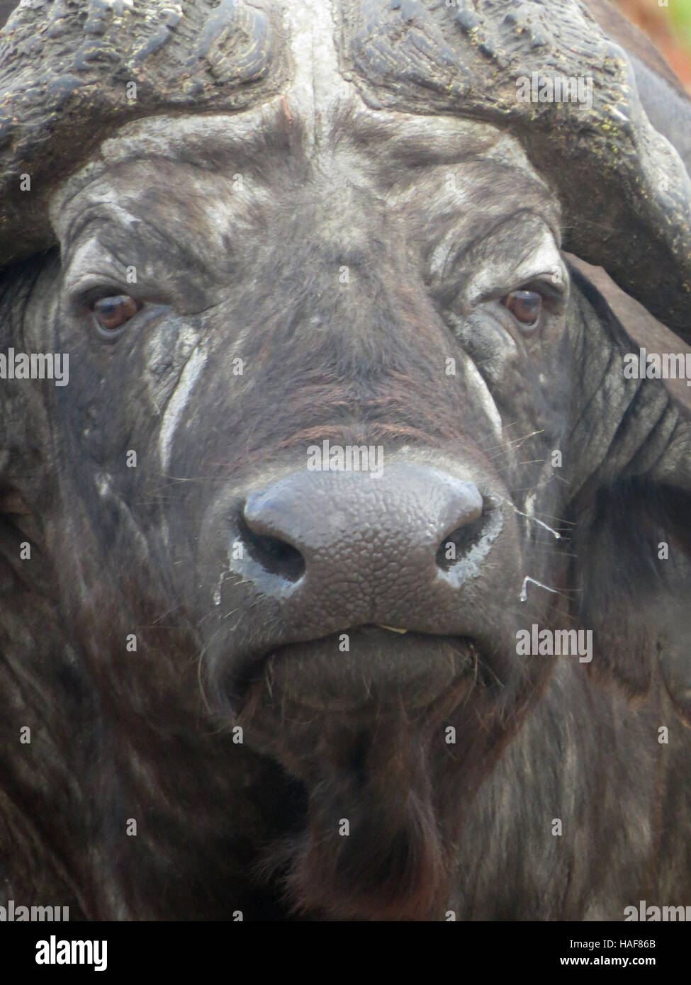 CAPE BUFFALO (Syncerus caffer) aka the African Buffalo. Photo Tony Gale ...