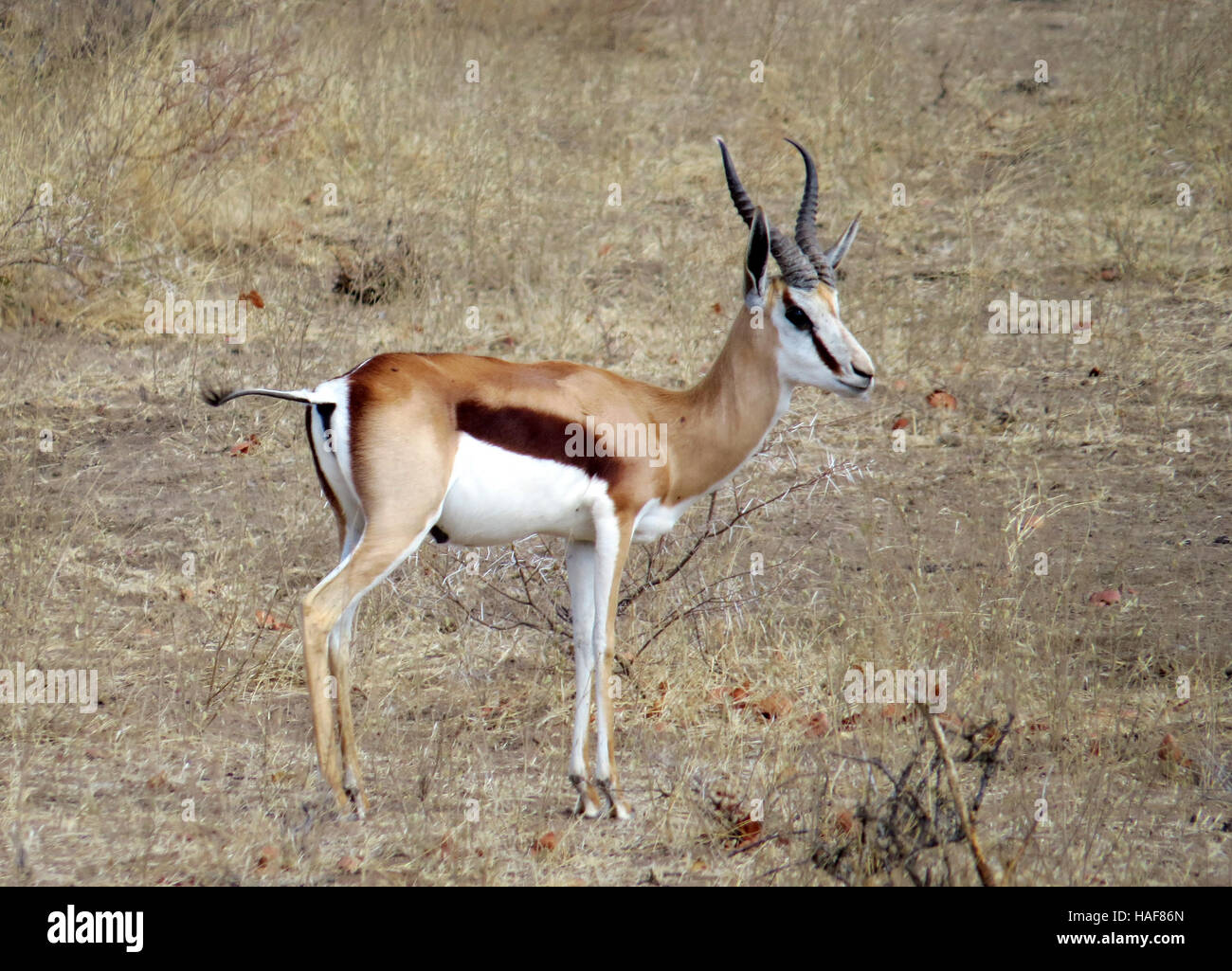 THOMSON'S GAZELLE (eudorcas thomsonii) A male in South Africa. Photo ...