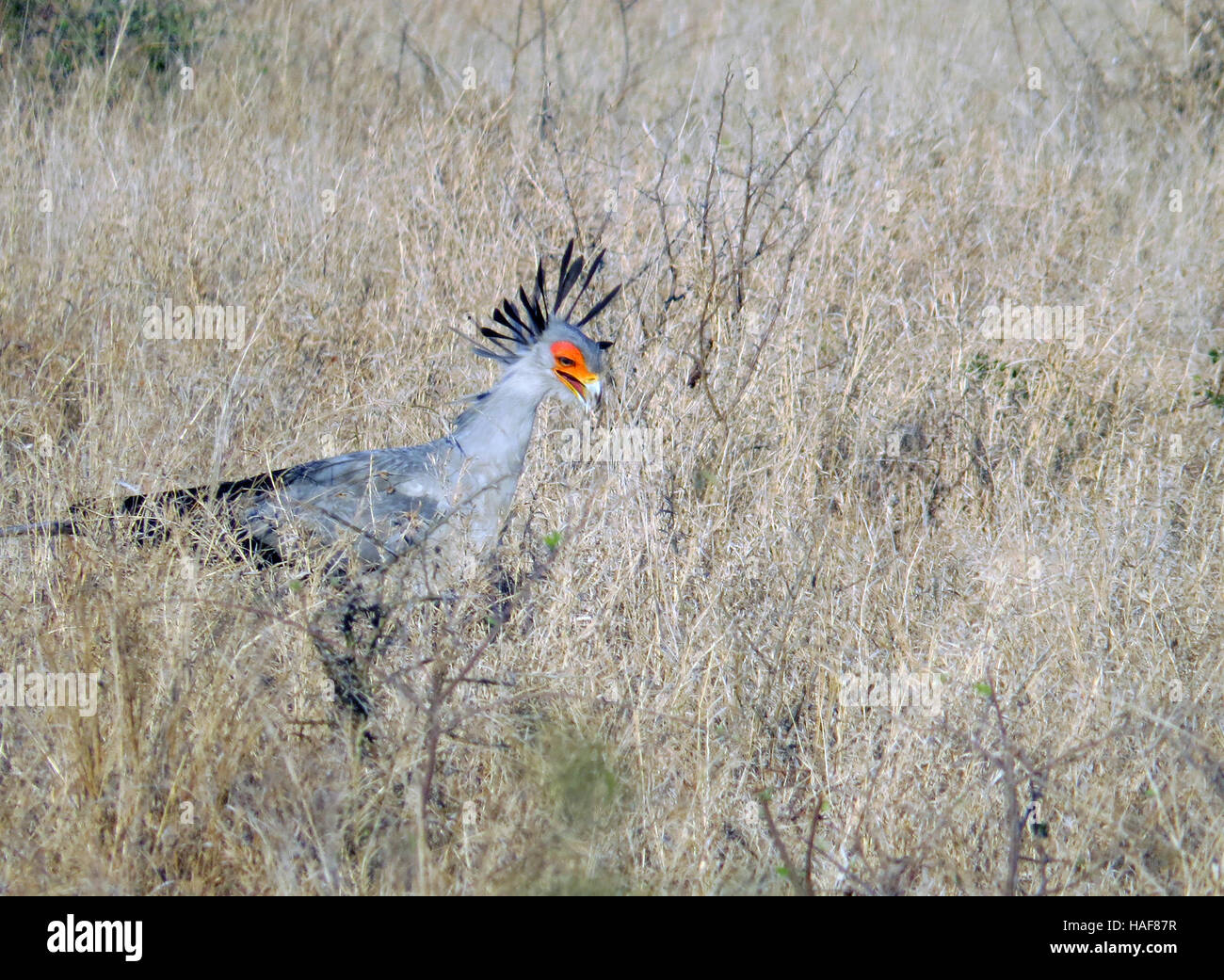 SECRETARY BIRD (Sagittarius serpentarius) in South Africa. Photo Tony ...