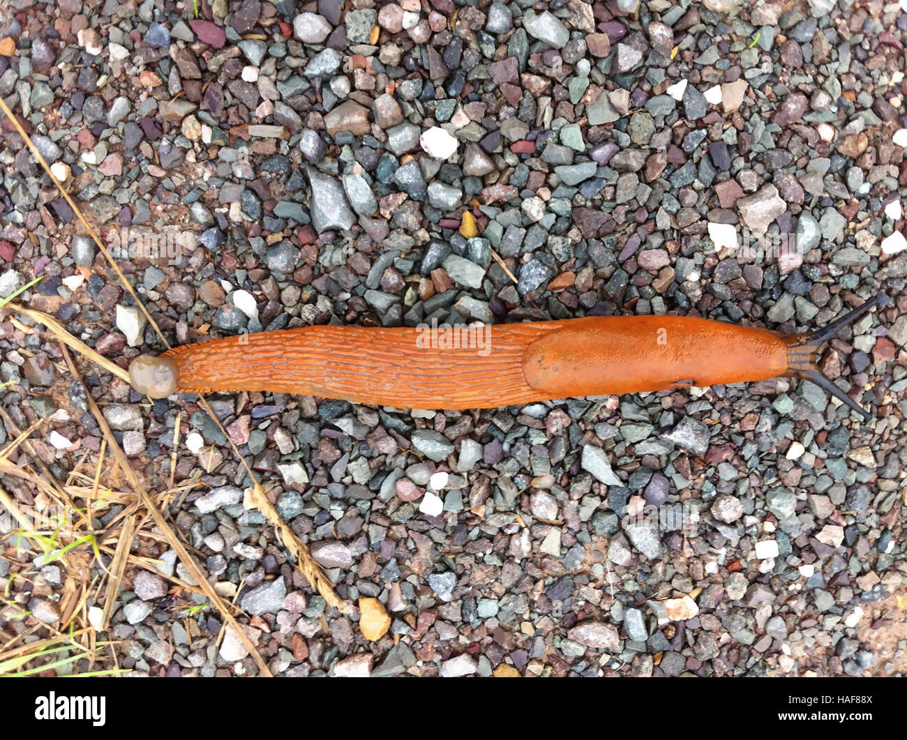 DUSKY SLUG (Arion subfuscus) Photo Tony Gale Stock Photo - Alamy