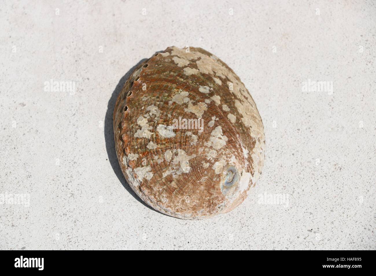 Beautiful sea shell available in high-resolution and several sizes to ...