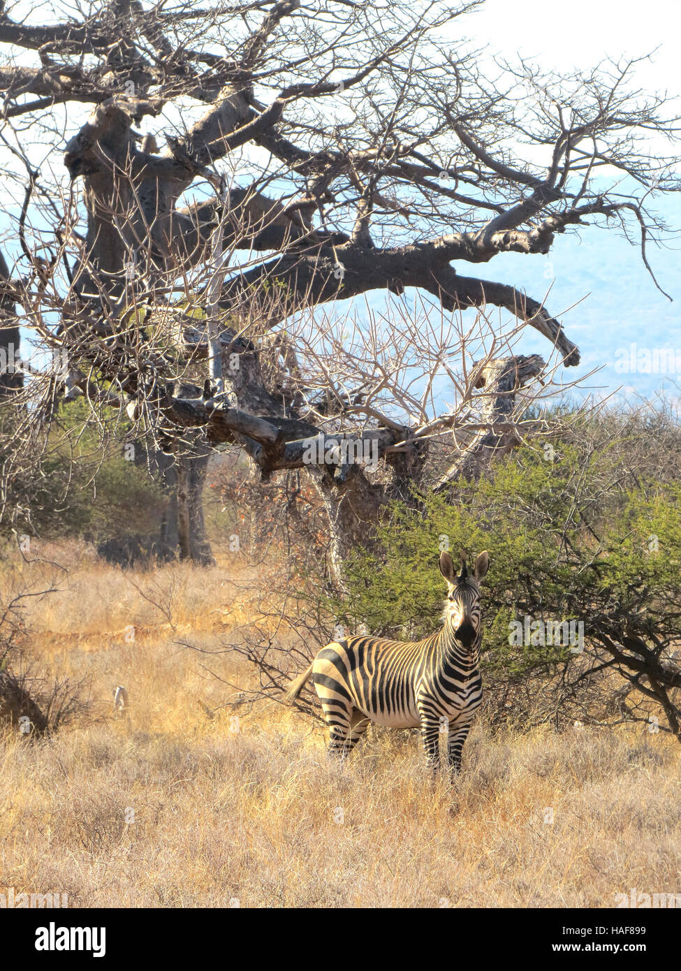 ZEBRA A Plains Zebra (Equus quagga) in front of a Baobab tree in South ...