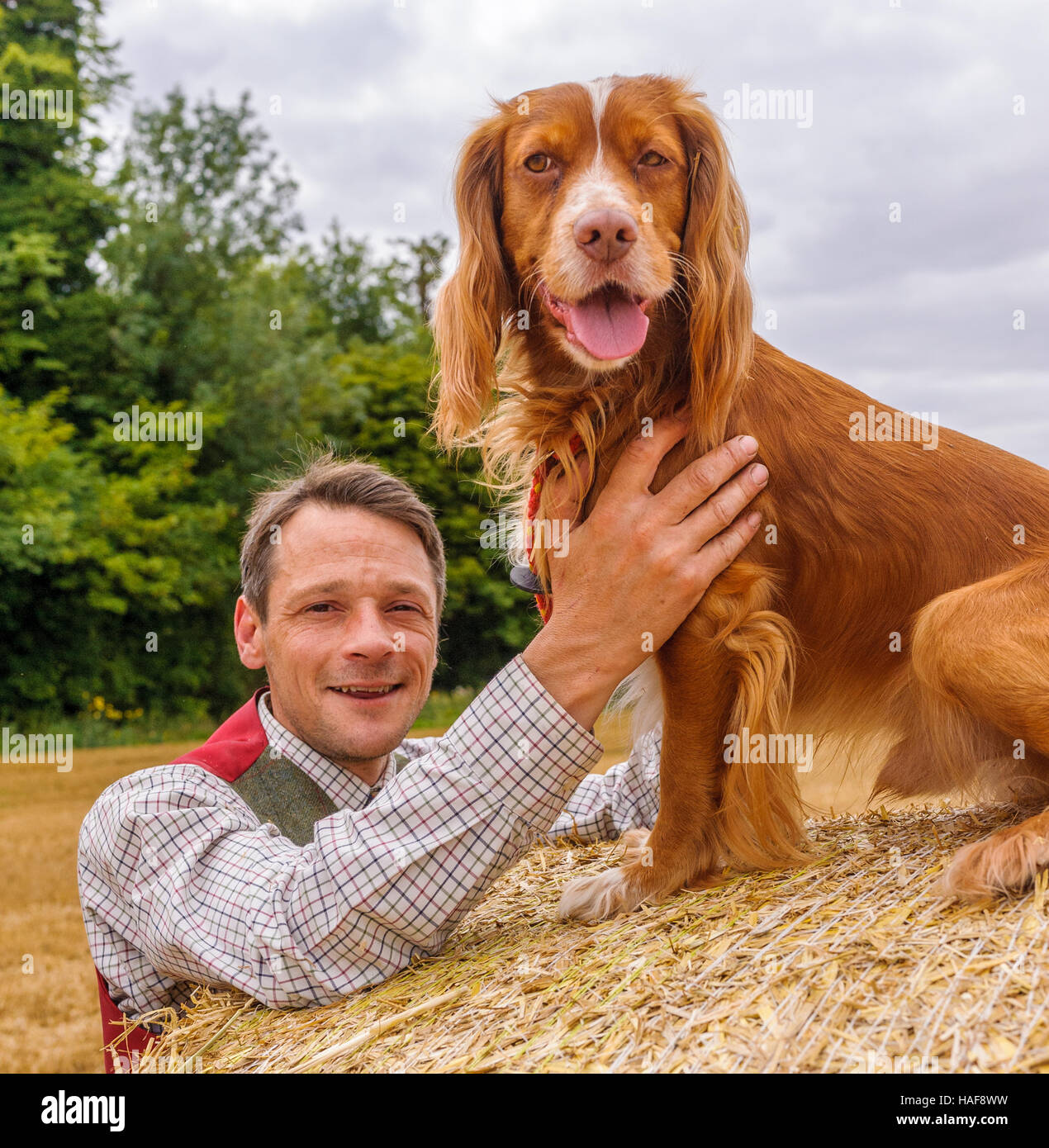 A man with a cocker spaniel sat on straw bale on a summers day Stock ...