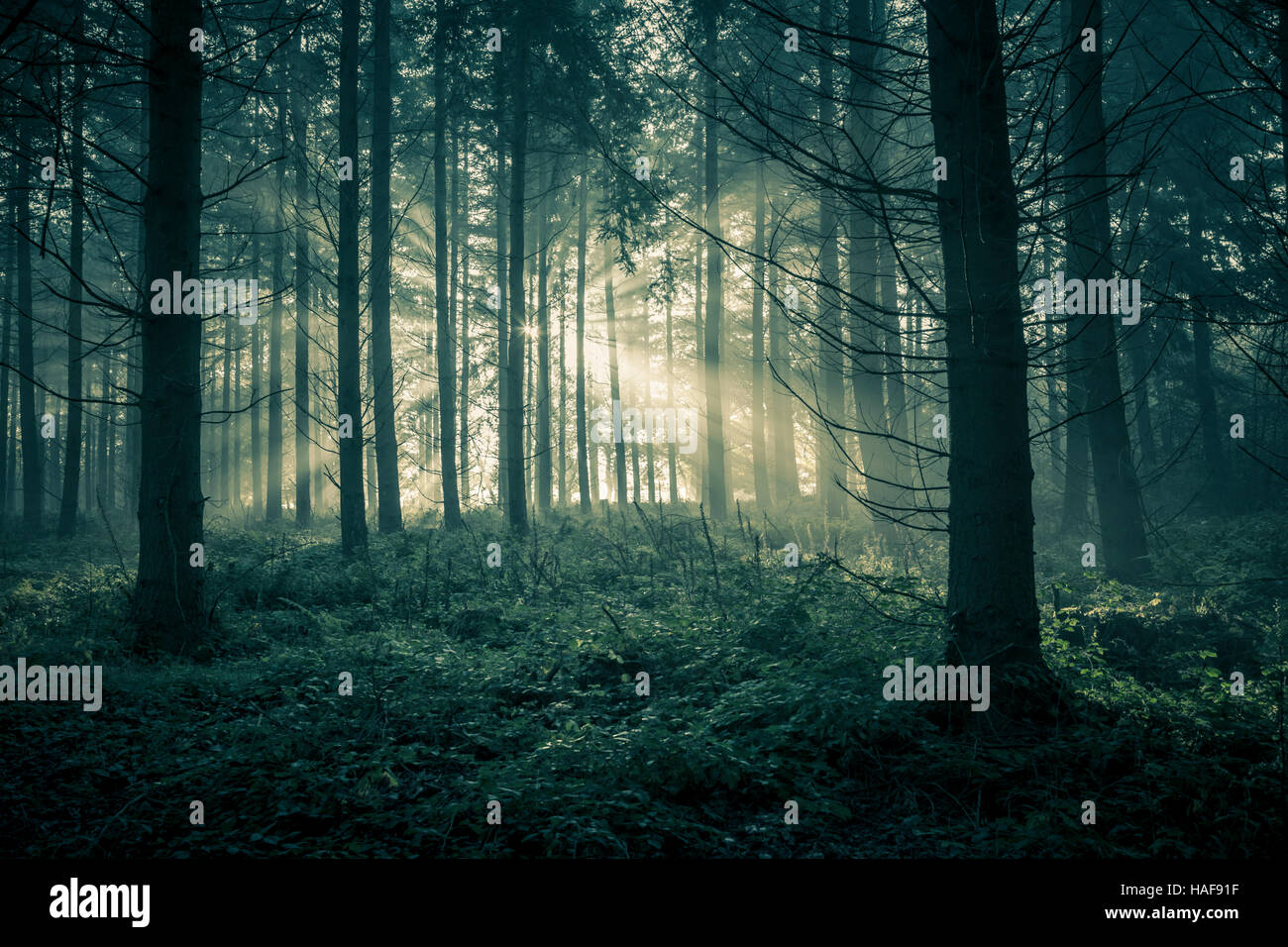 Misty forest hi-res stock photography and images - Alamy
