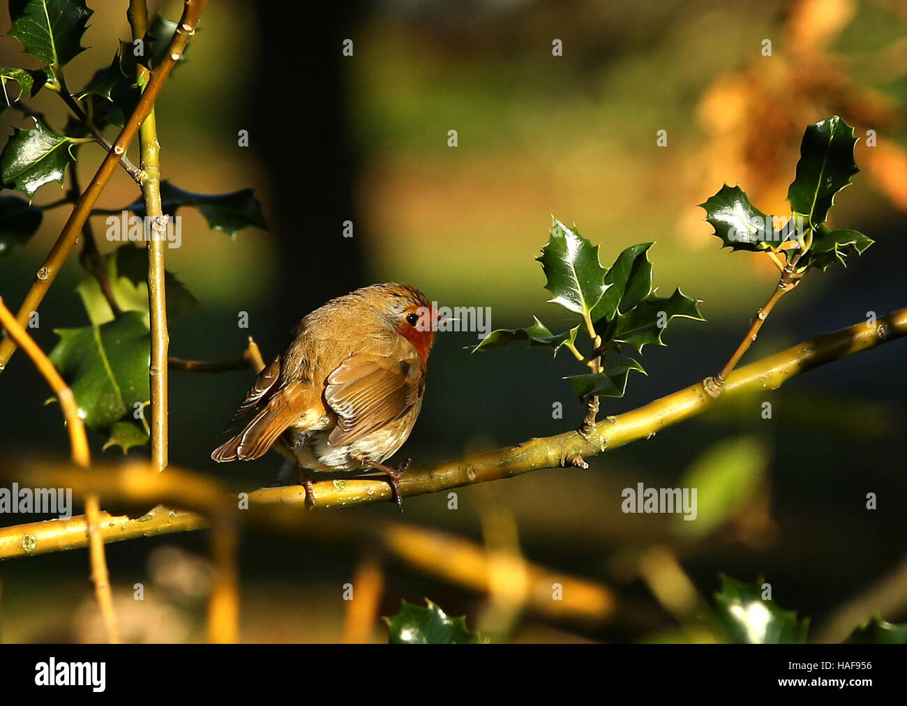 Robin holly uk hi-res stock photography and images - Alamy