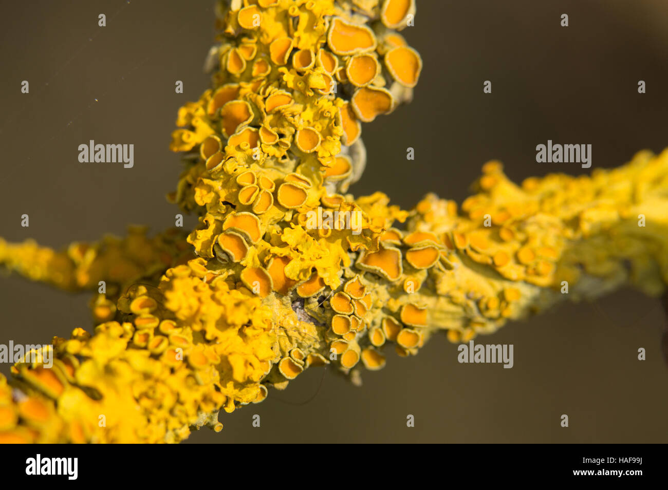 Golden lichen tree hi-res stock photography and images - Alamy