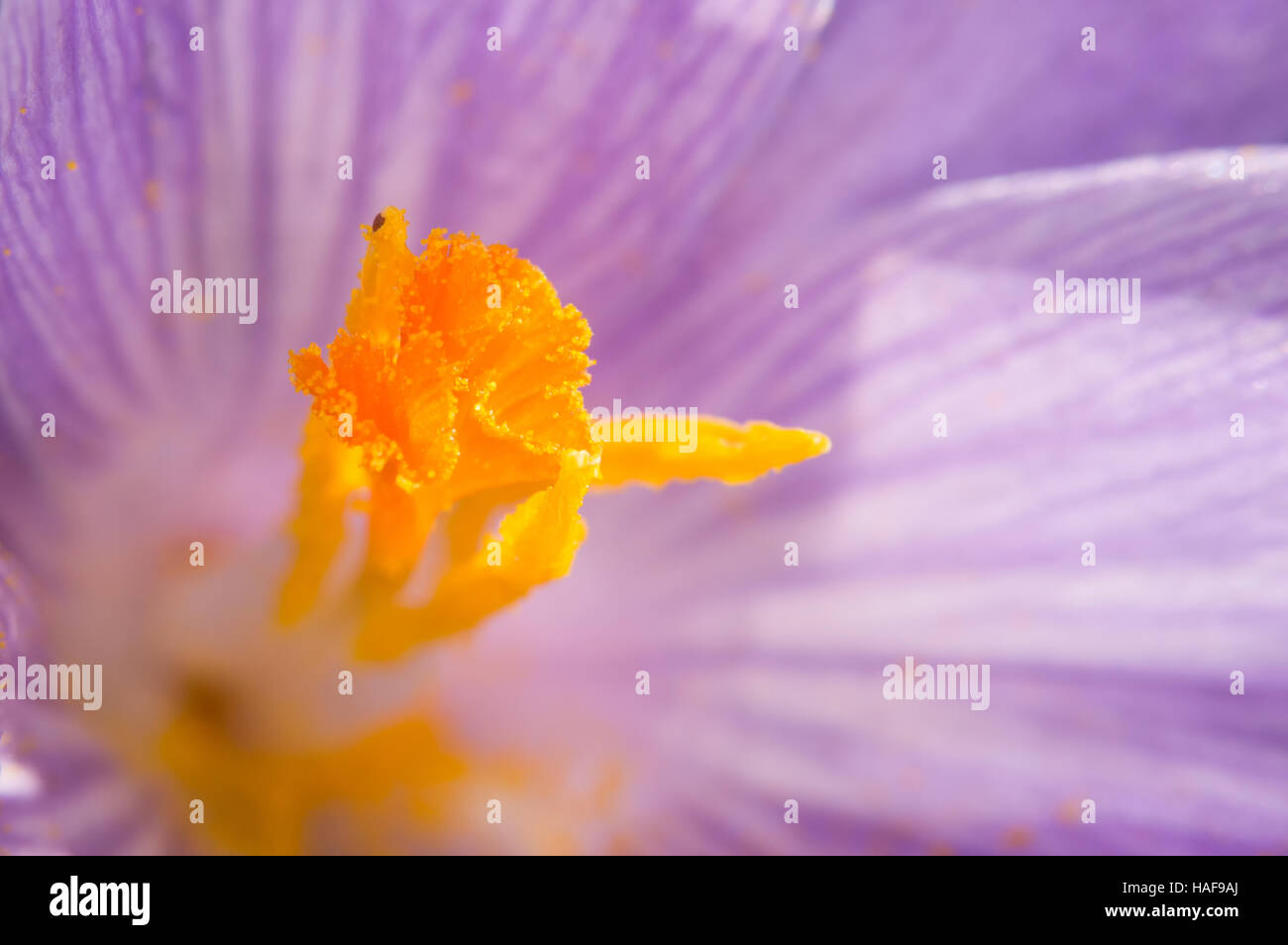 A close-up of a Crocus stamen Stock Photo - Alamy