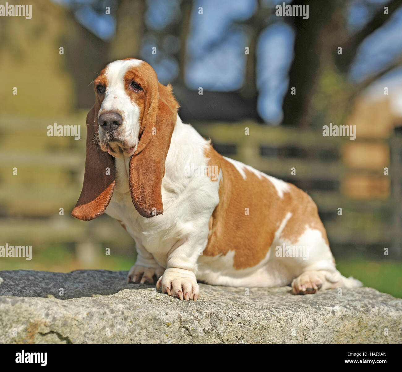 basset hound, summer, UK Stock Photo - Alamy
