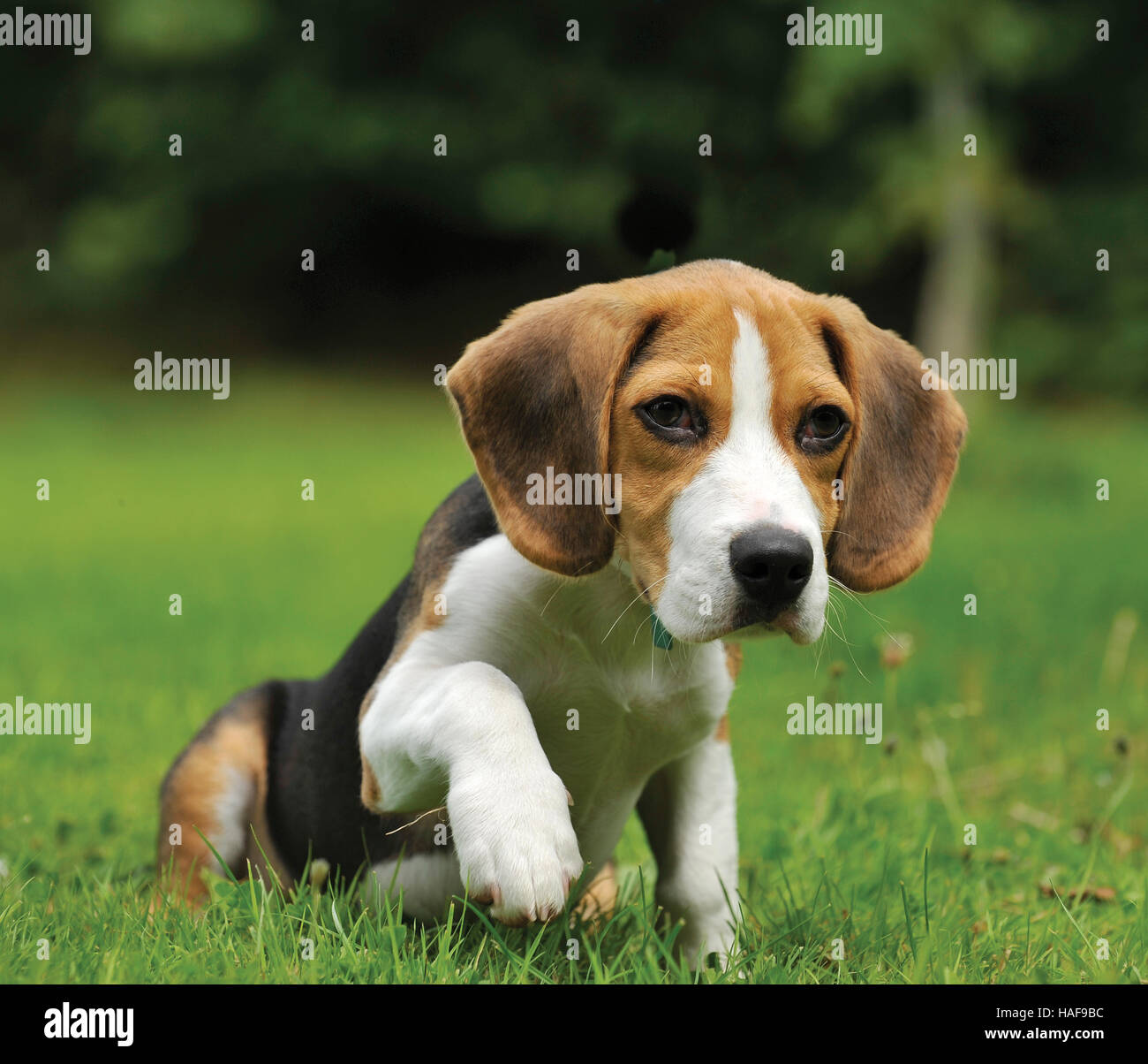 Beagle Paw Stock Photos & Beagle Paw Stock Images - Alamy