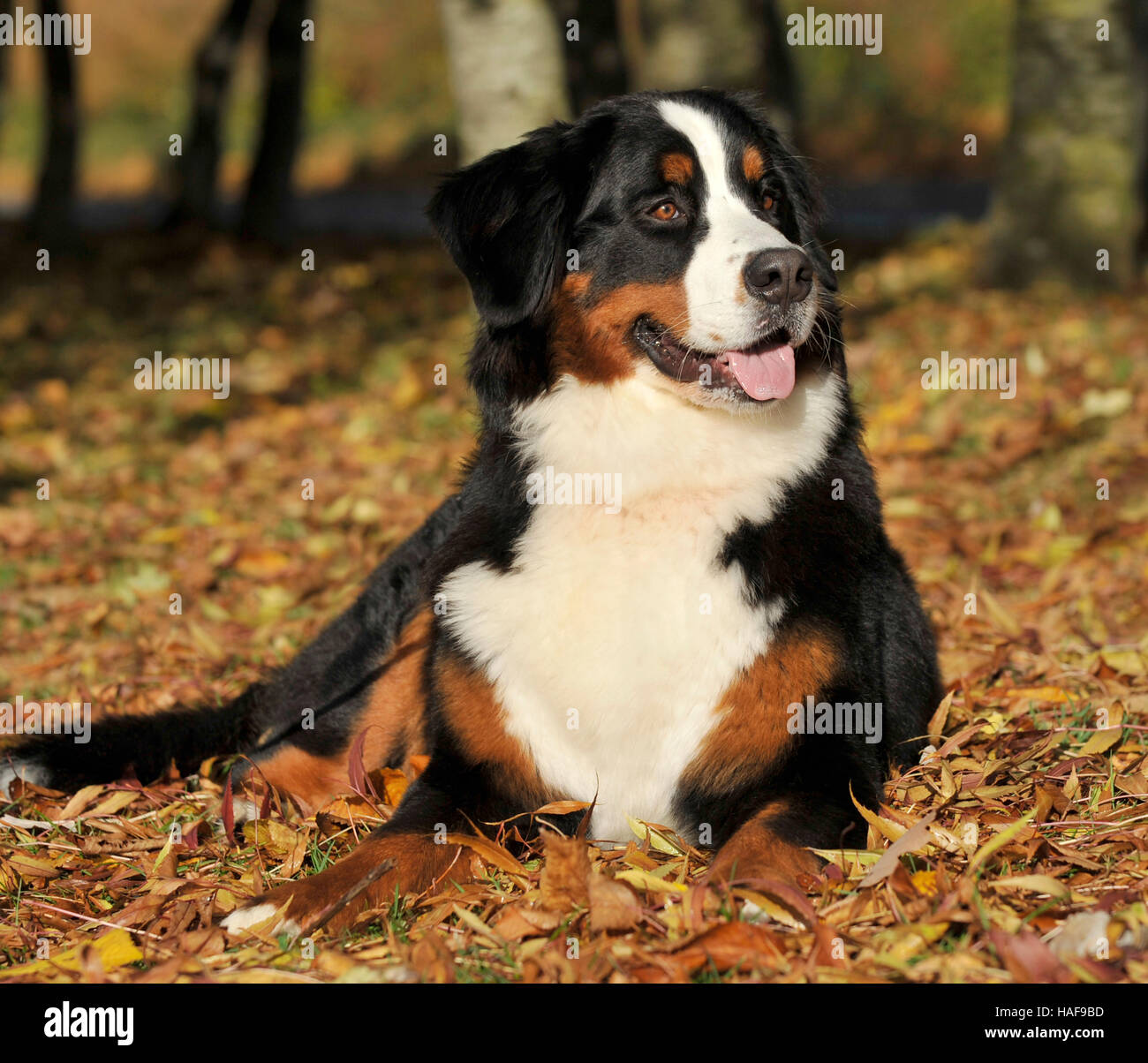 bernese mountain dog in uk in fall Stock Photo - Alamy