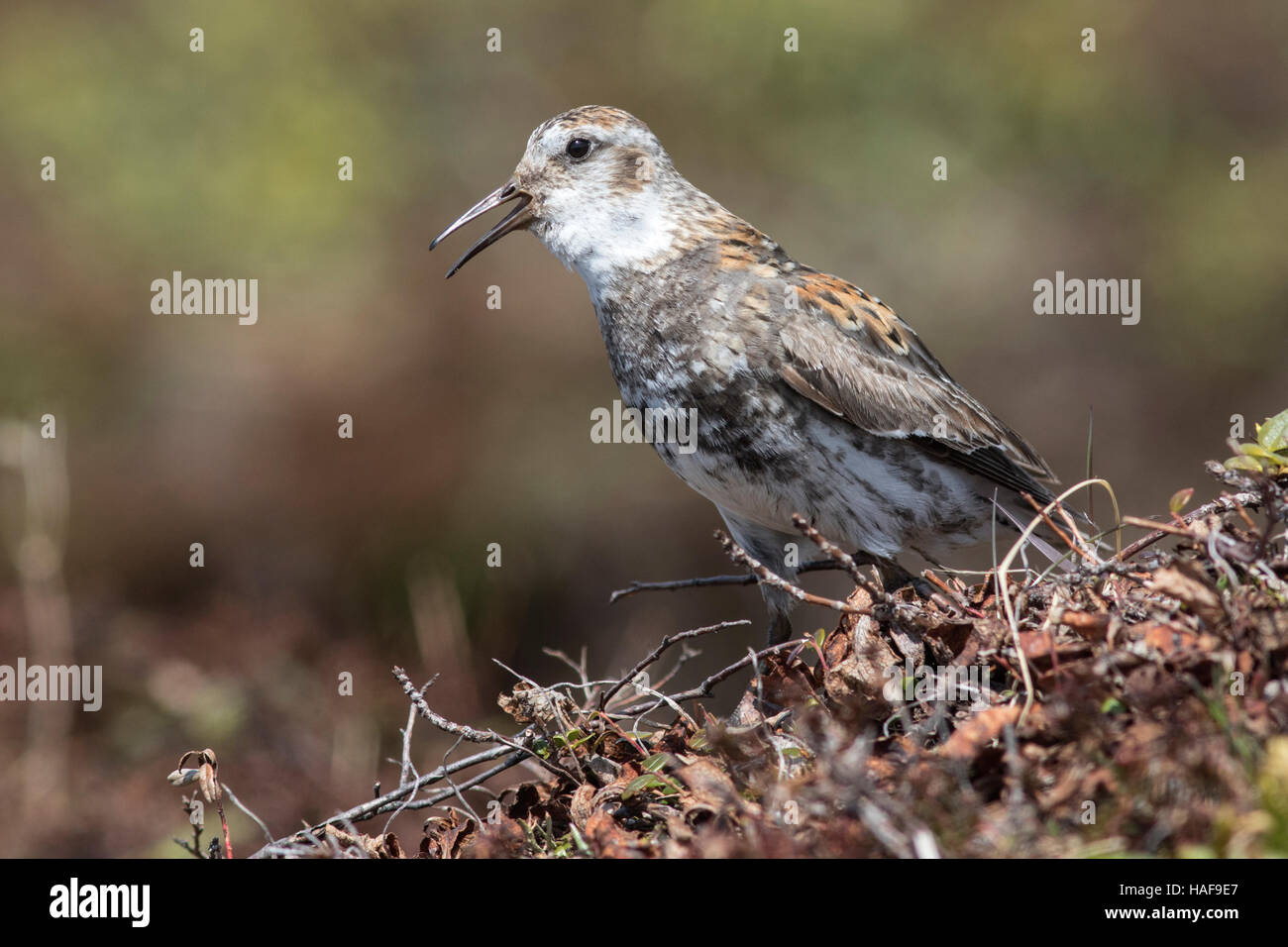 Rock sandpiper which sits on a hummock in the tundra and sings Stock ...