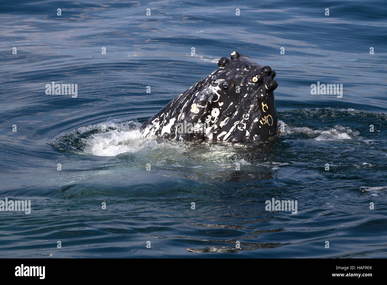 humpback whales snout stickingt out of the water sunny summer day Stock ...