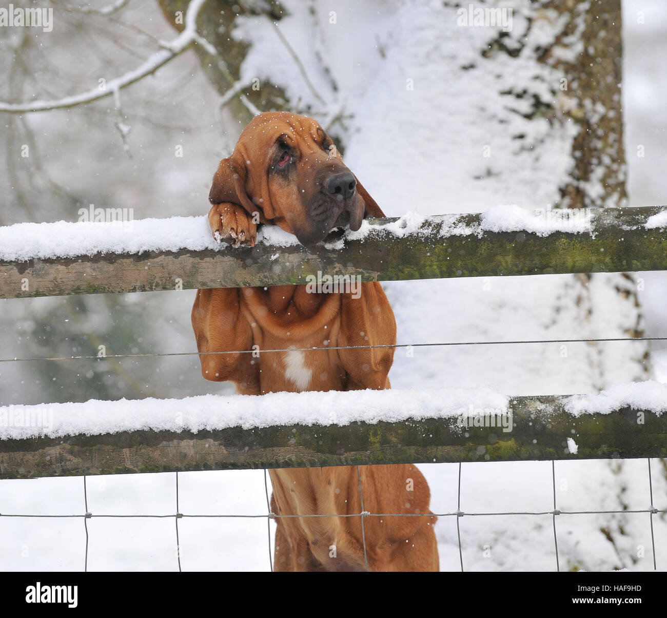 bloodhound in the snow Stock Photo - Alamy