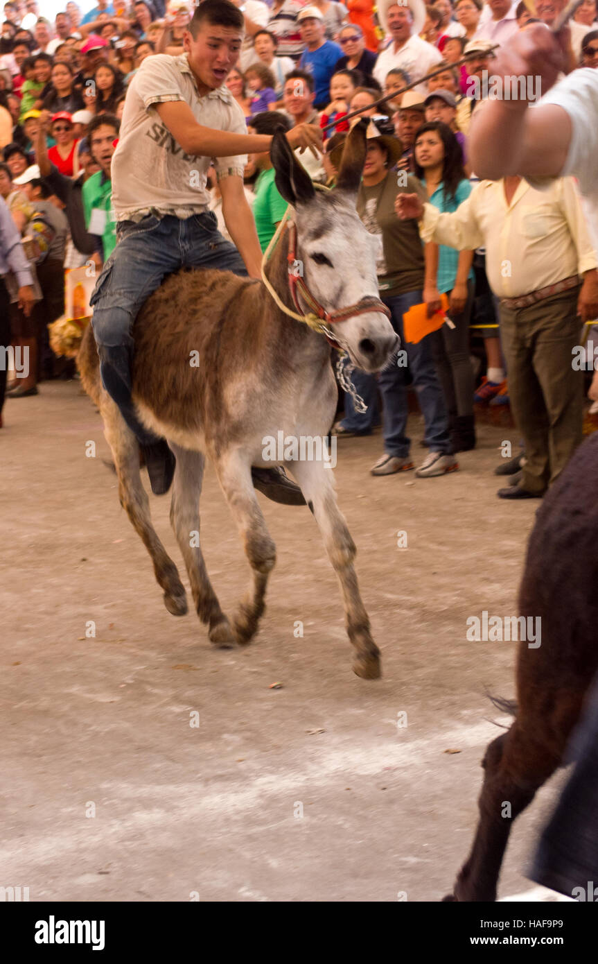 Traditional donkey race during the Donkey fair (Feria del burro) in ...