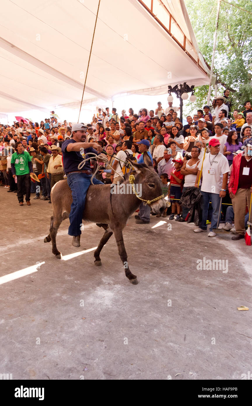 Traditional donkey race during the Donkey fair (Feria del burro) in ...