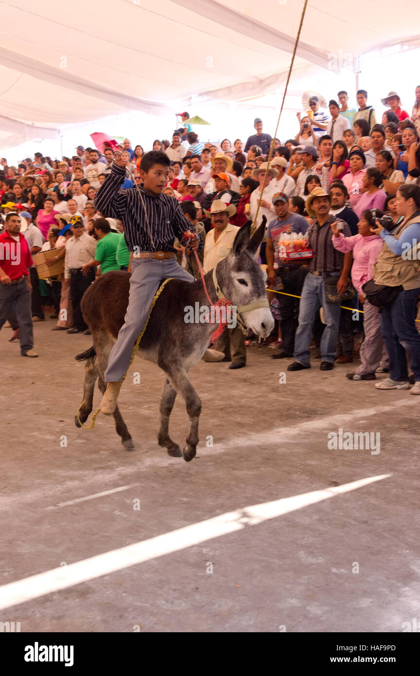 Traditional donkey race during the Donkey fair (Feria del burro) in ...
