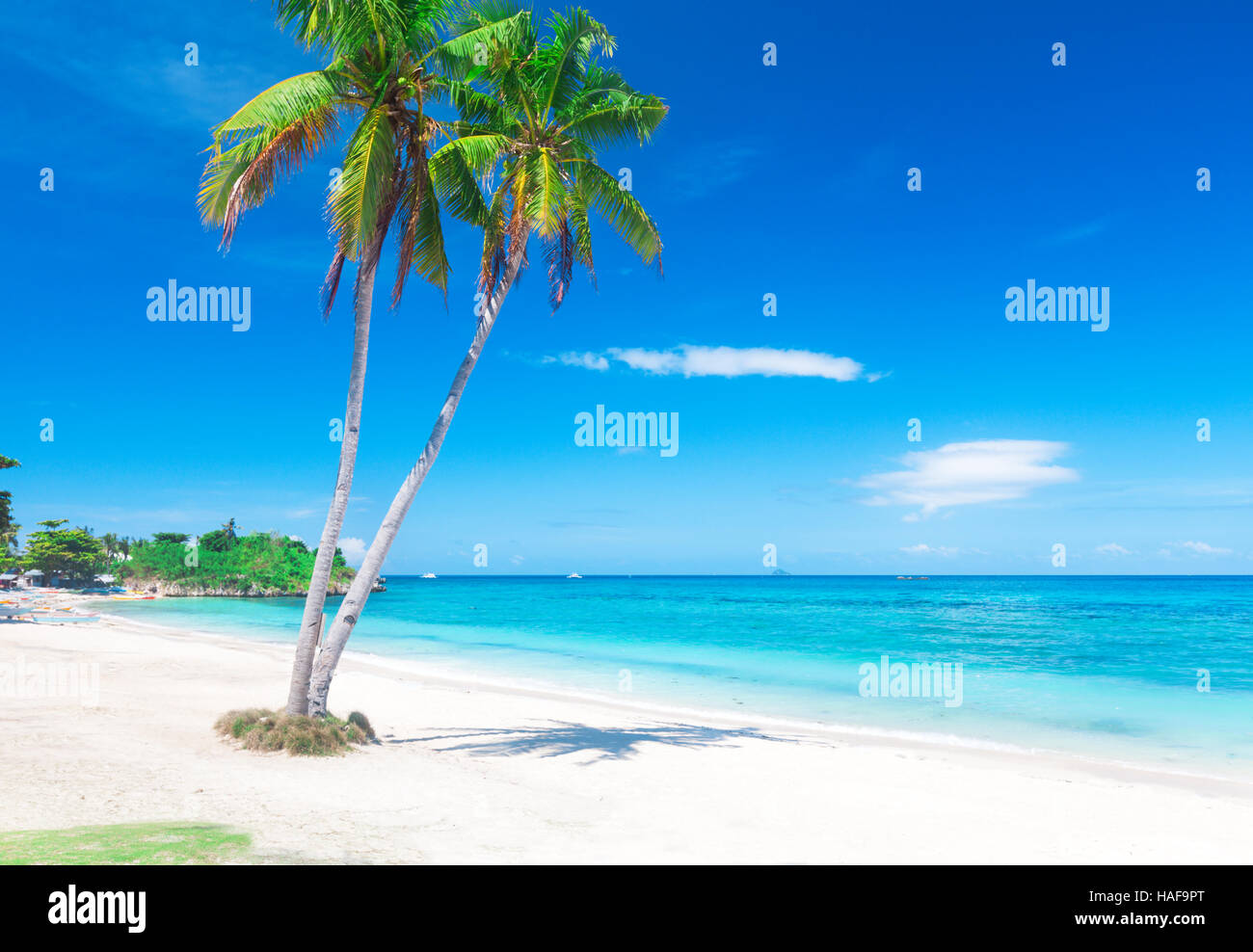 tropical beach with coconut palm Stock Photo - Alamy