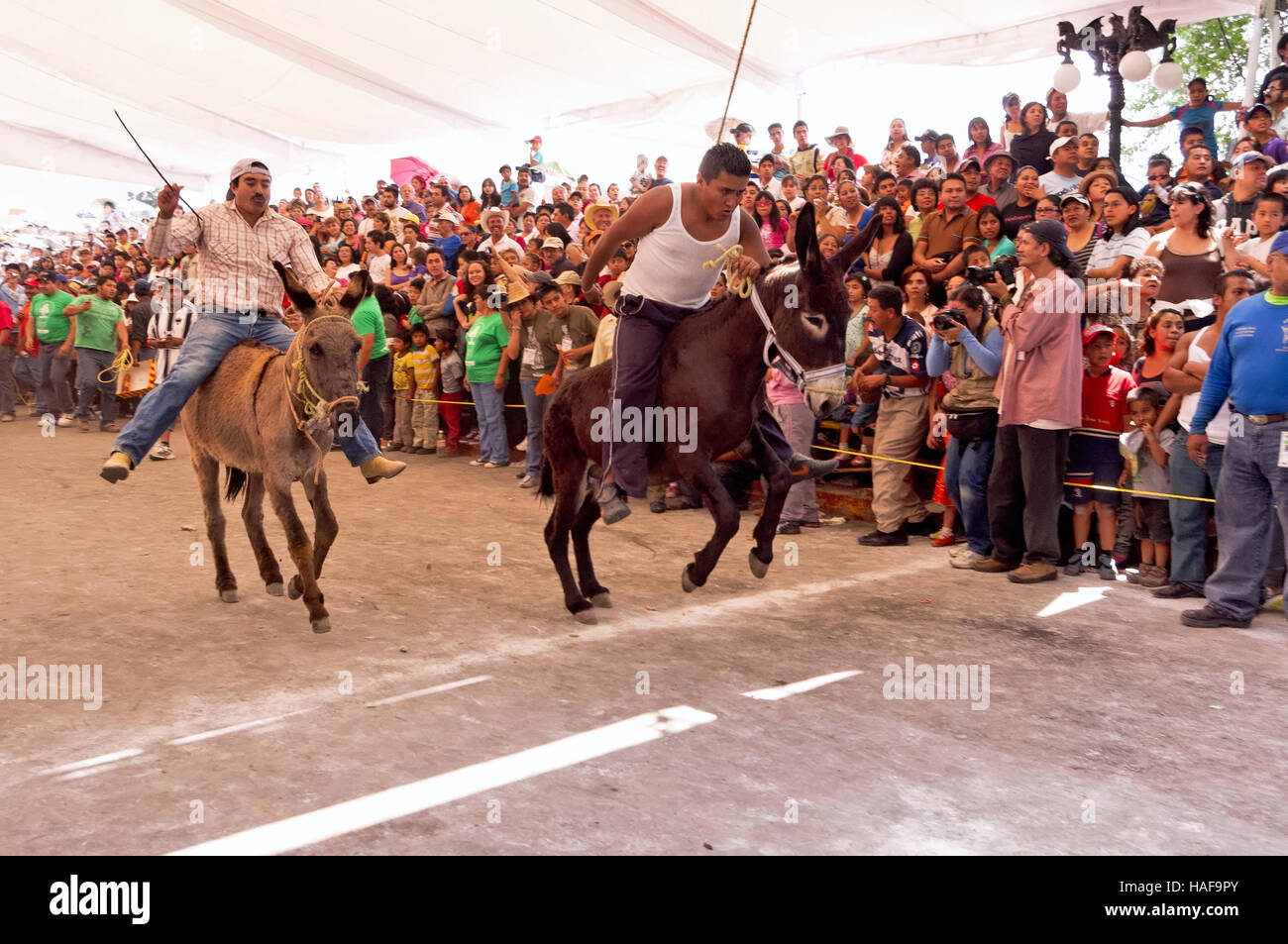 Traditional donkey race during the Donkey fair (Feria del burro) in ...