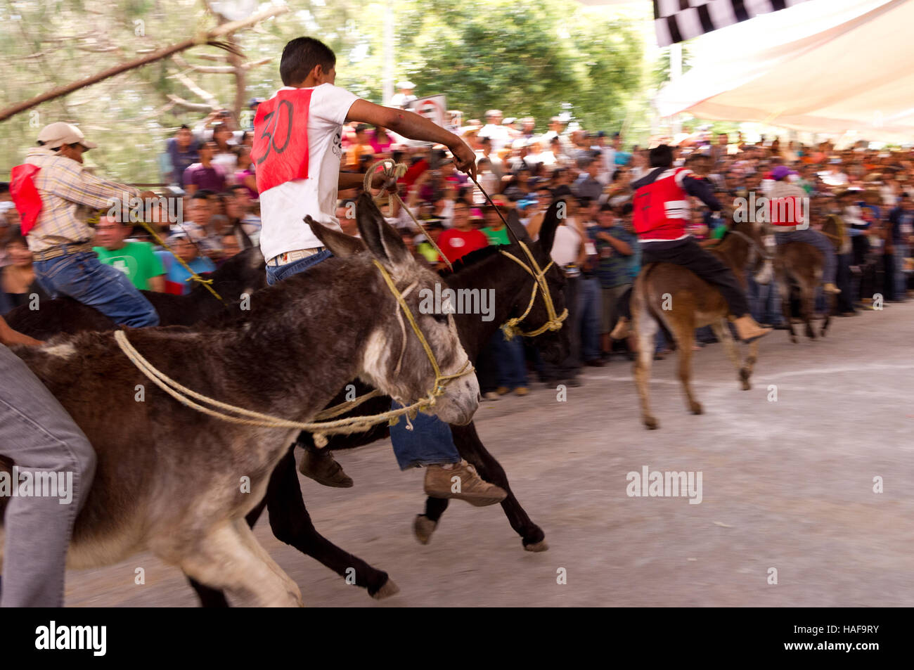 Traditional donkey race during the Donkey fair (Feria del burro) in ...