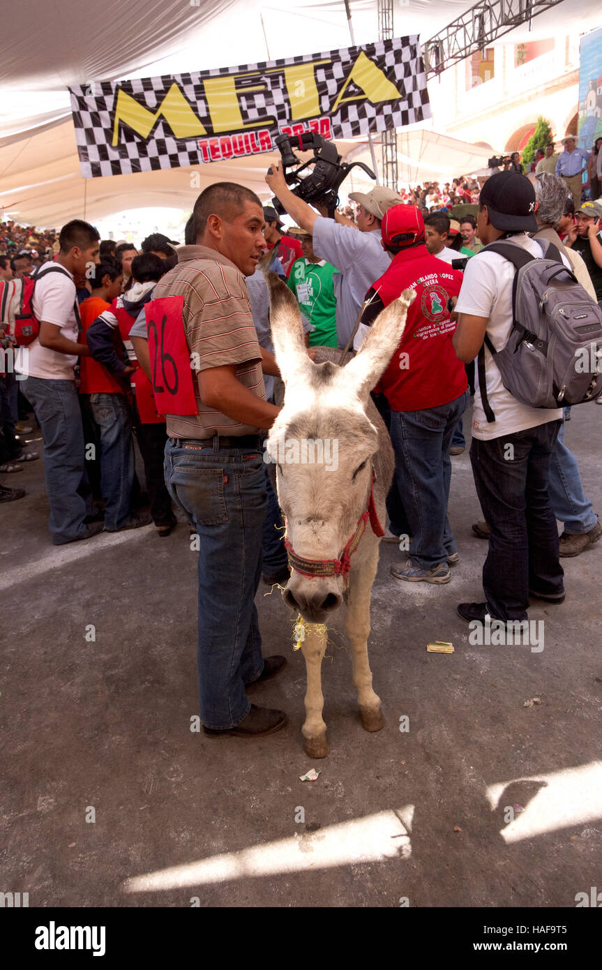 Traditional donkey race during the Donkey fair (Feria del burro) in ...