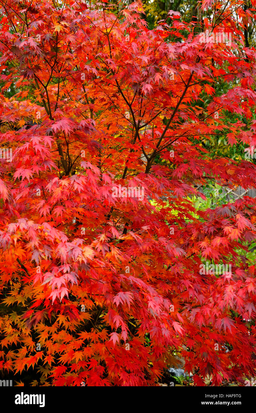 red acer tree Stock Photo - Alamy