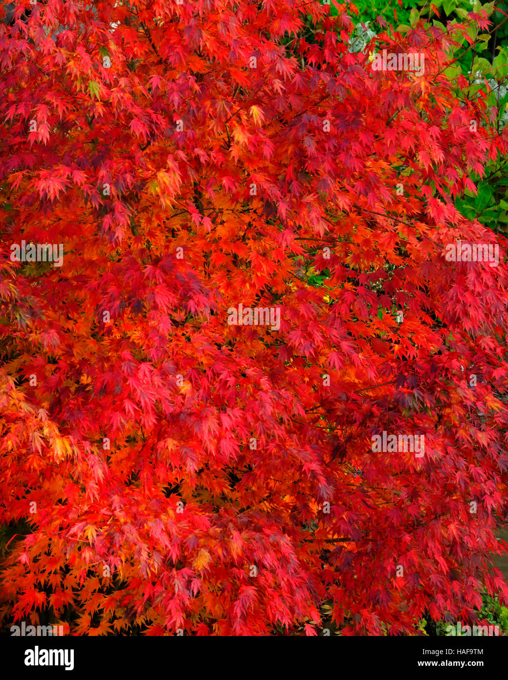 red acer tree Stock Photo - Alamy