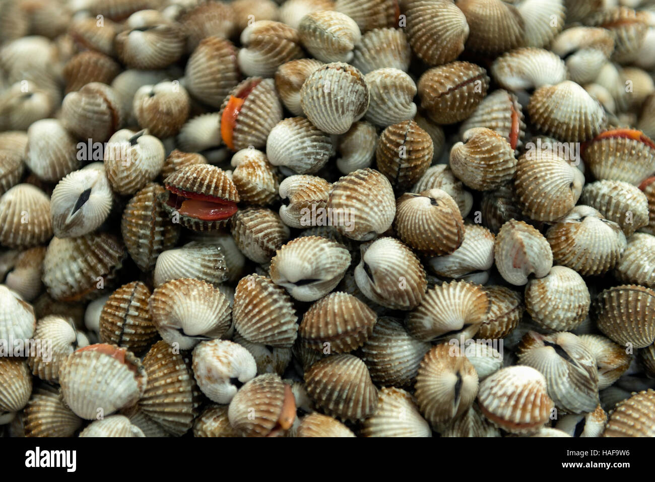 Clams class hi-res stock photography and images - Alamy