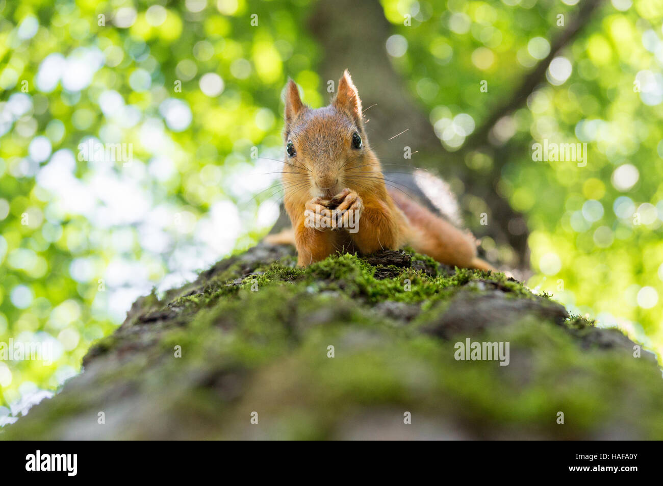 the photograph shows a squirrel on a tree Stock Photo - Alamy