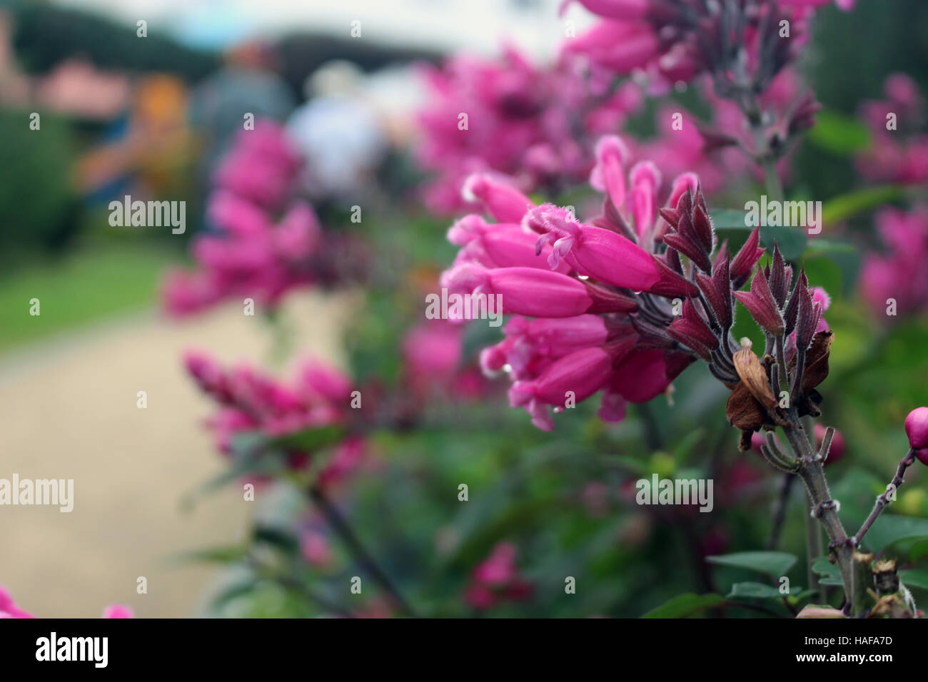 purple flower with dewdrops falling from it Stock Photo - Alamy