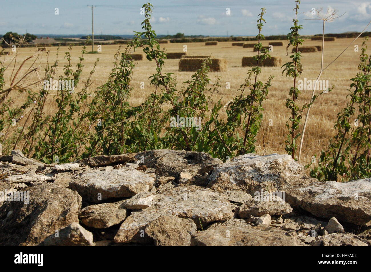 wall with hay bale background and nettles Stock Photo - Alamy