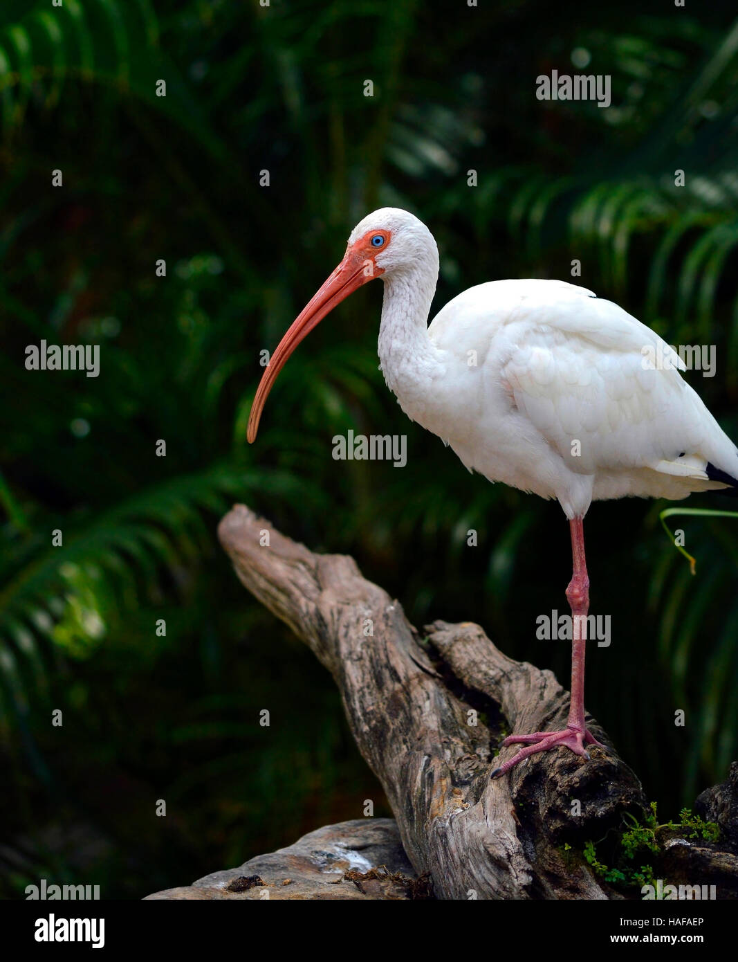 White Ibis Latin name Eudocimus albus Stock Photo - Alamy