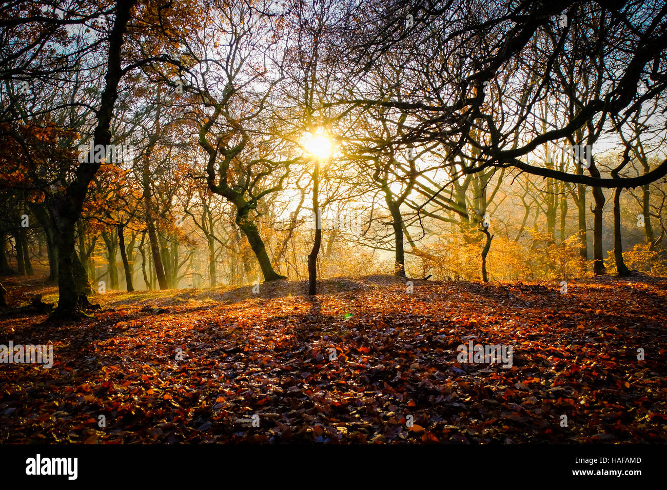 Autumn Scenes in Judy Woods, Bradford, West Yorkshire Stock Photo - Alamy