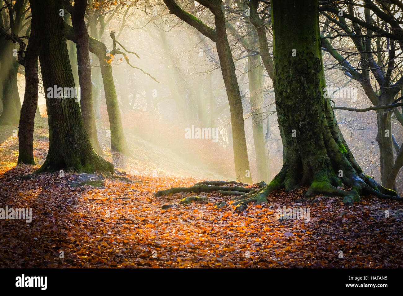 Autumn Scenes in Judy Woods, Bradford, West Yorkshire Stock Photo - Alamy