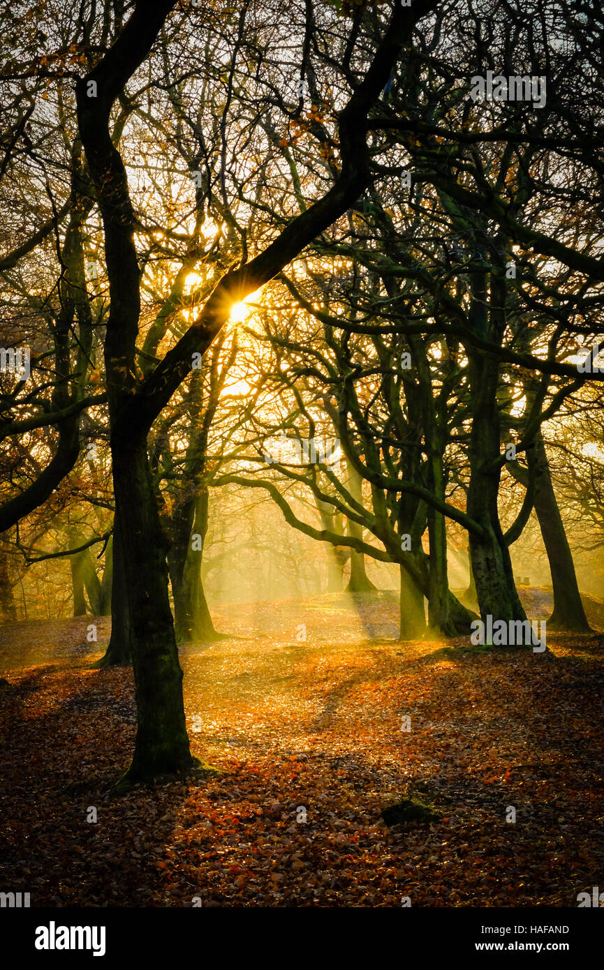 Autumn Scenes in Judy Woods, Bradford, West Yorkshire Stock Photo - Alamy
