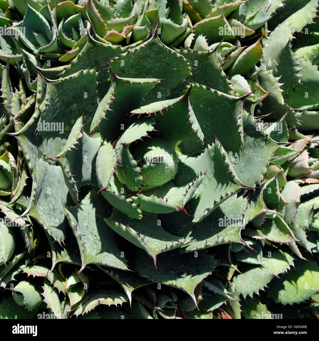 round cactus closeup - agave cactus macro Stock Photo - Alamy