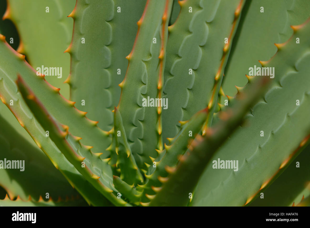 Aloe cactus closeup - beautiful natural pattern Stock Photo - Alamy