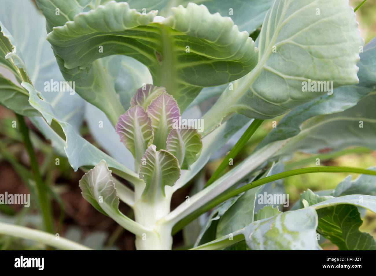 Purple cabbage sprouts close hi-res stock photography and images - Alamy