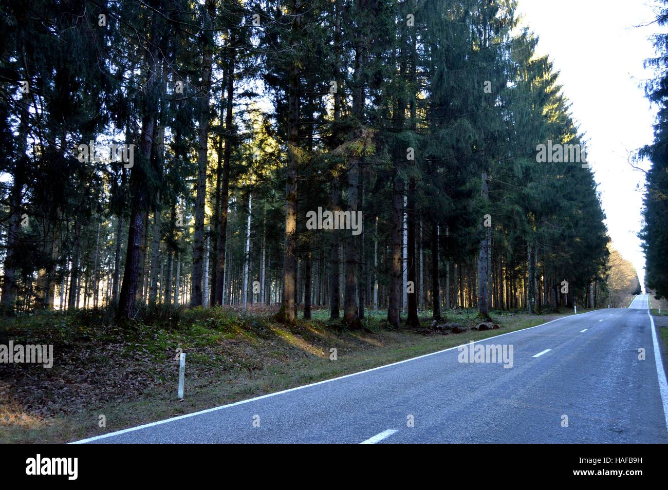 Tarmac road in a straight line crossing a birch forest and conifers ...
