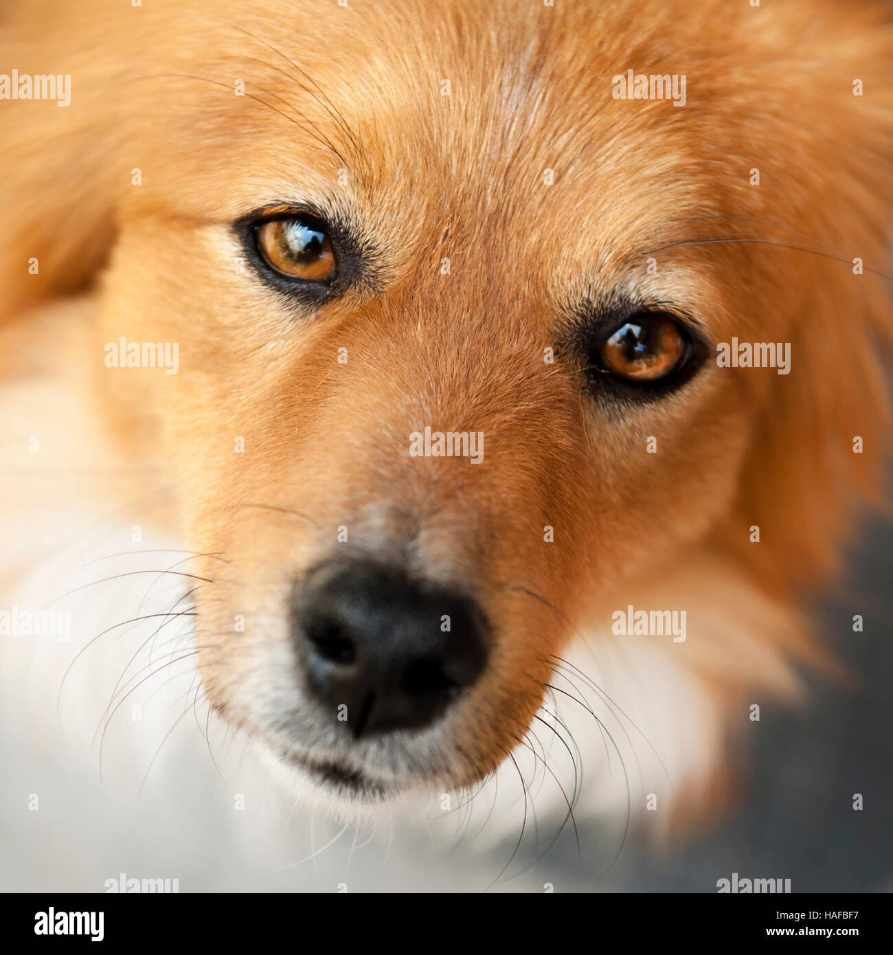 Close up of a Gorgeous Ginger and White Throwback Pomeranian Dog Stock ...