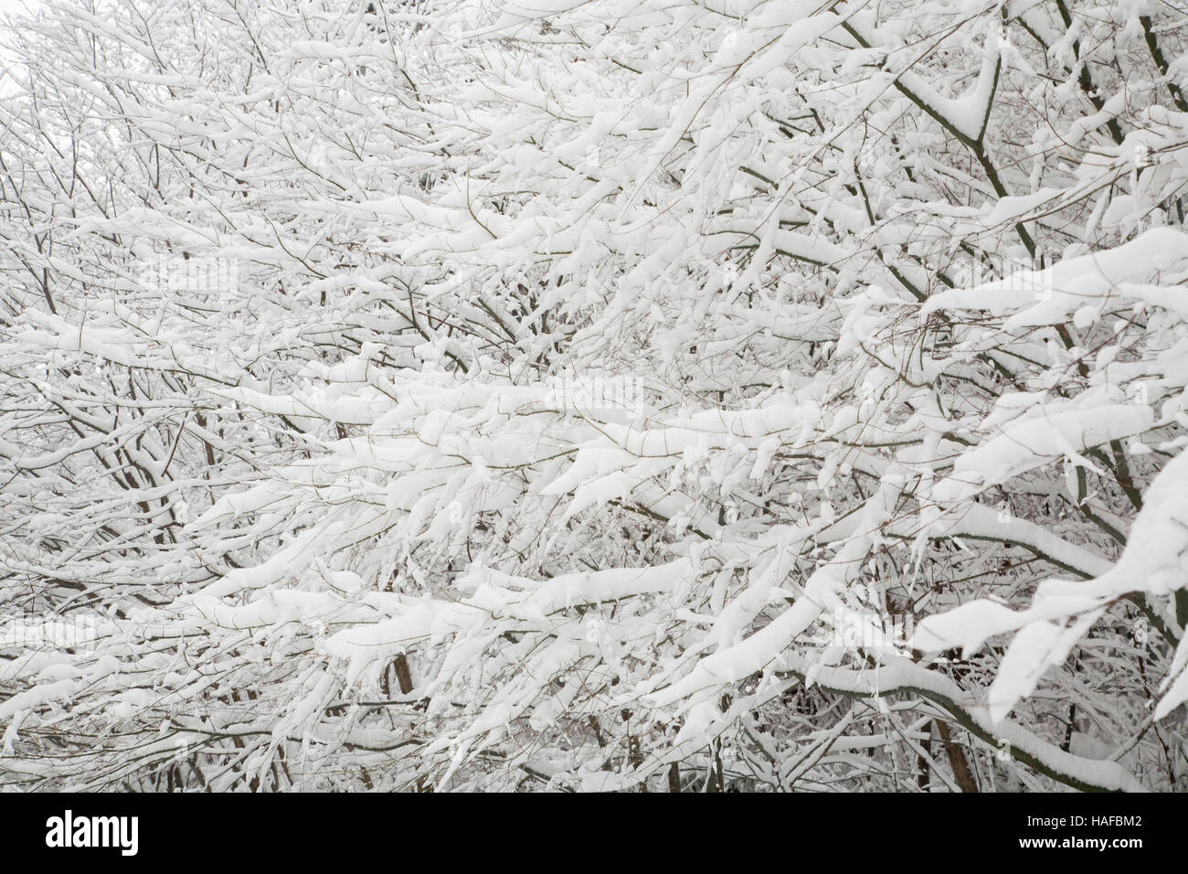needleleaf trees covered with snow standing in forest of Mudeungsan ...