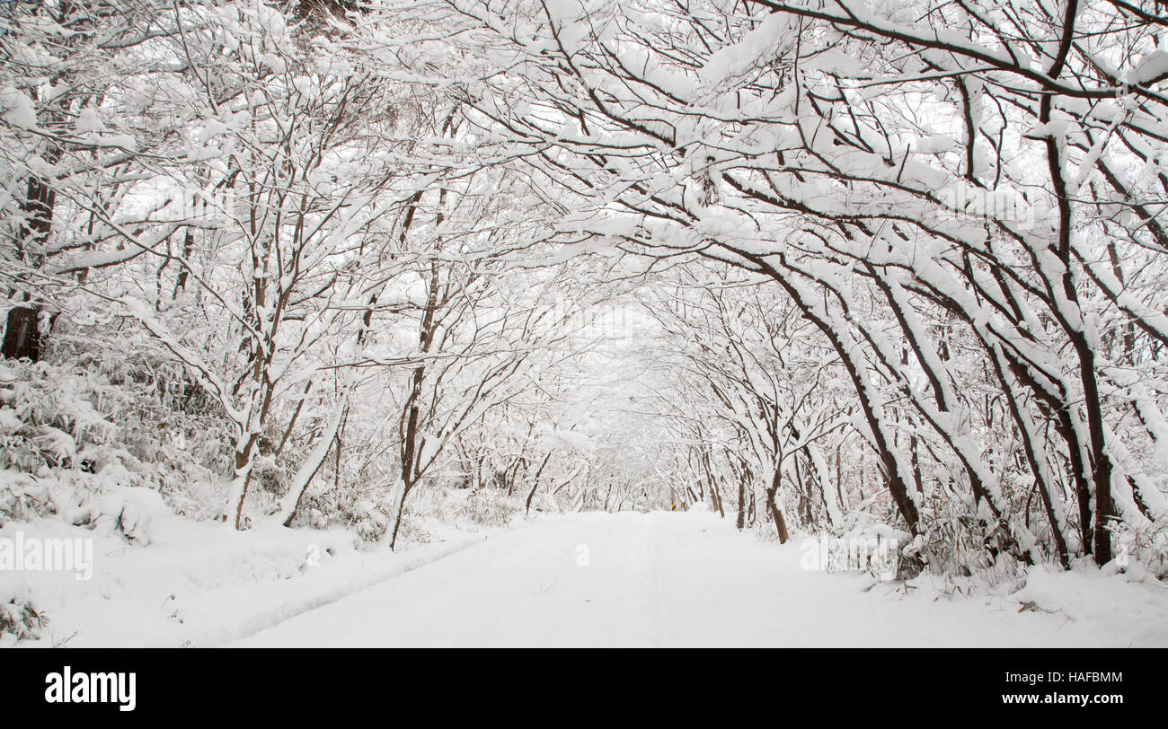 trees covered with snow, standing along mountain path Stock Photo - Alamy